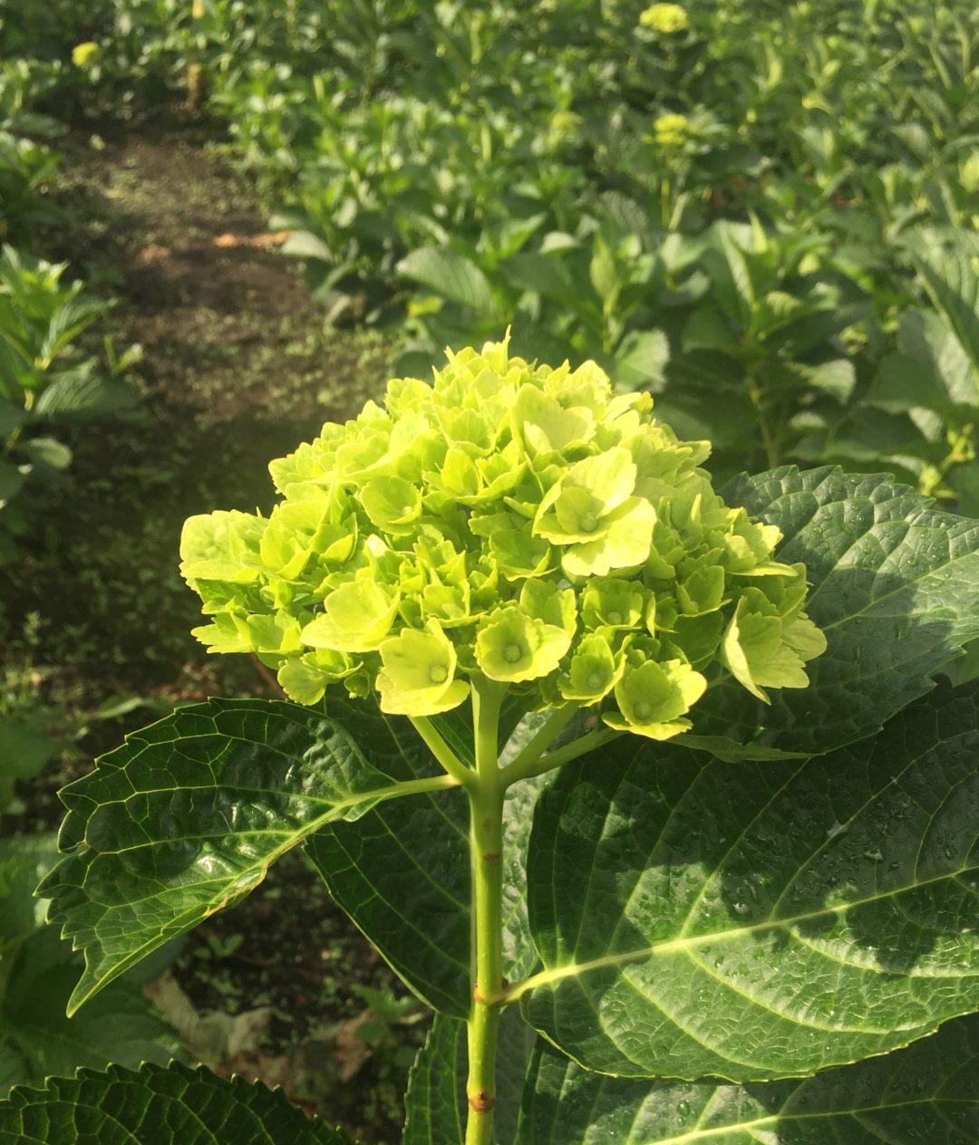 Hydrangeas | Colombia
