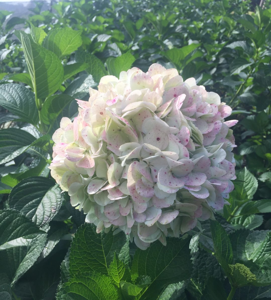 Hydrangeas | Colombia