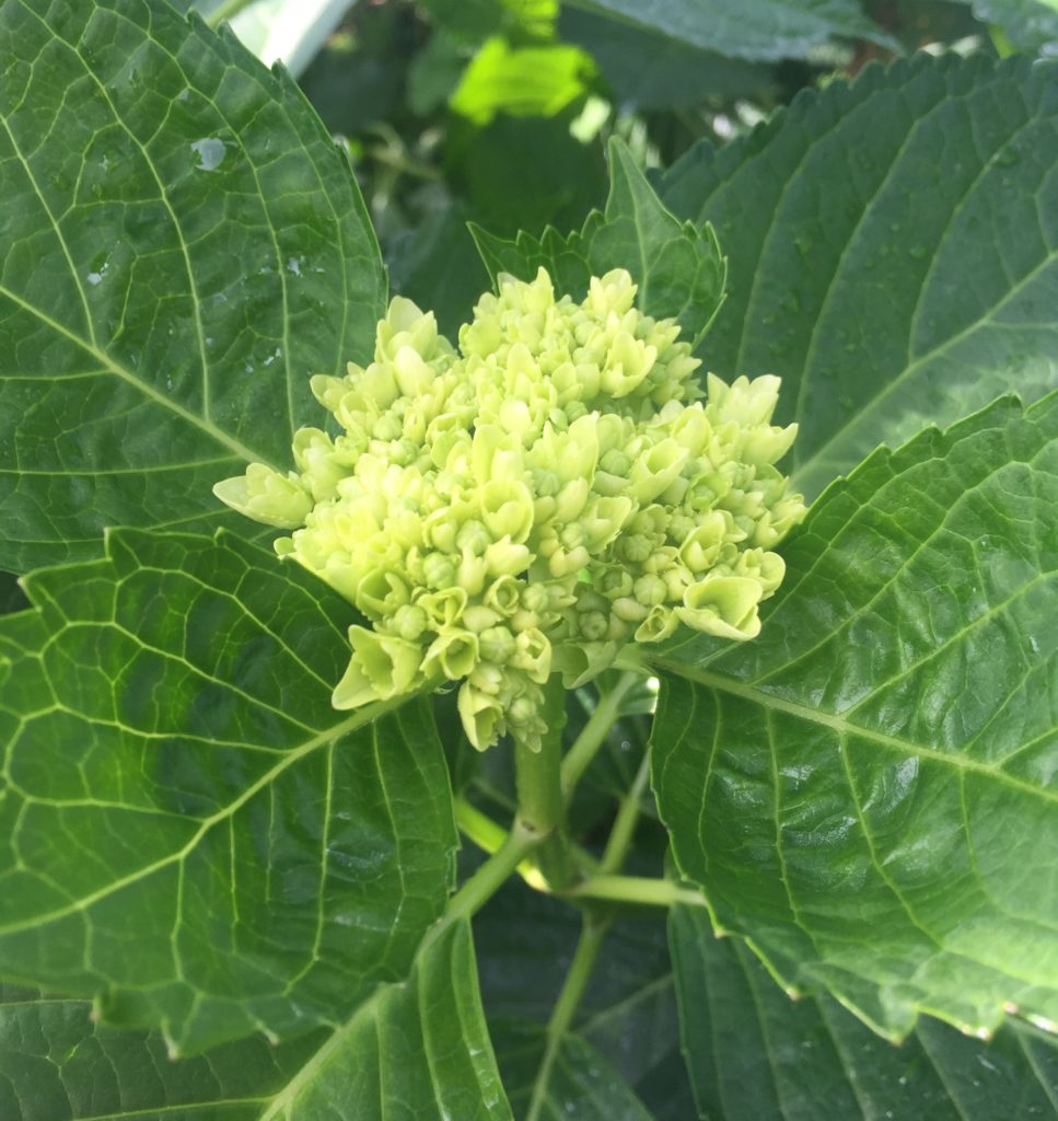 Hydrangeas | Colombia
