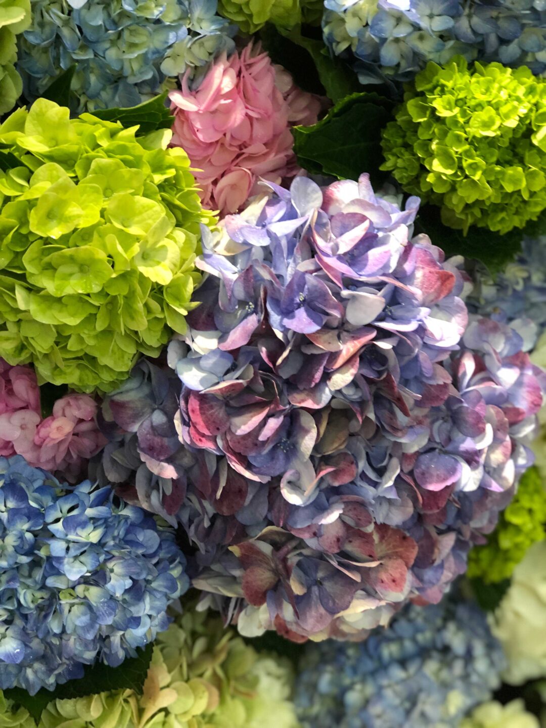 Hydrangeas | Colombia
